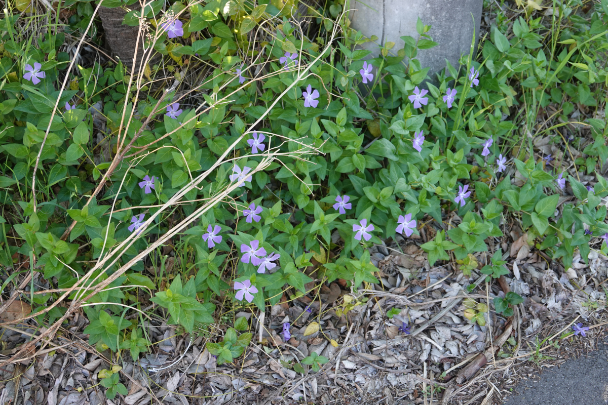ツルニチニチソウ, Vinca major – Hello Nature